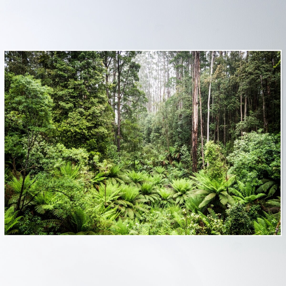 Rainforest Poster Wall Art, Modern Wall Decor For Living Room Bedroom ...