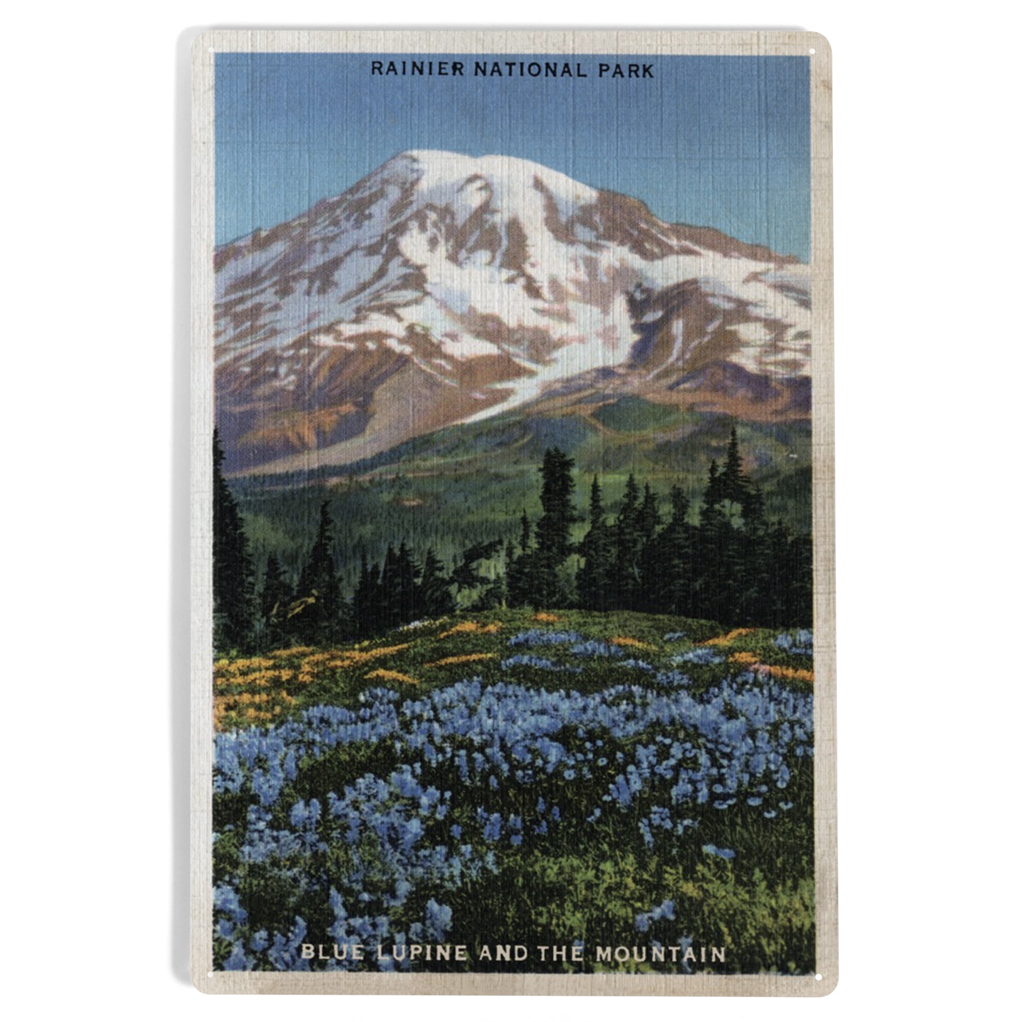 Rainier National Park, WA, View of Mt. Rainier, Blue Lupine Blooming ...