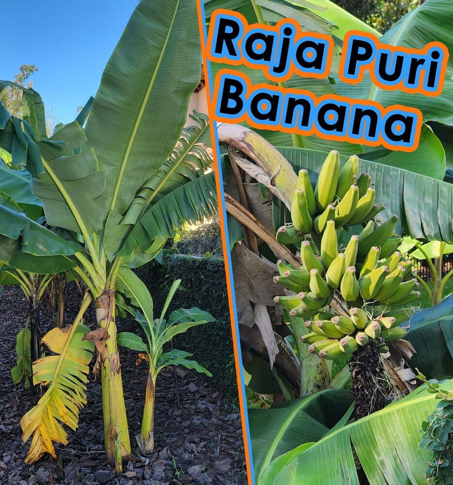 Raja Puri banana plant. Dwarf, easy to grow, cold tolerant, delicious ...