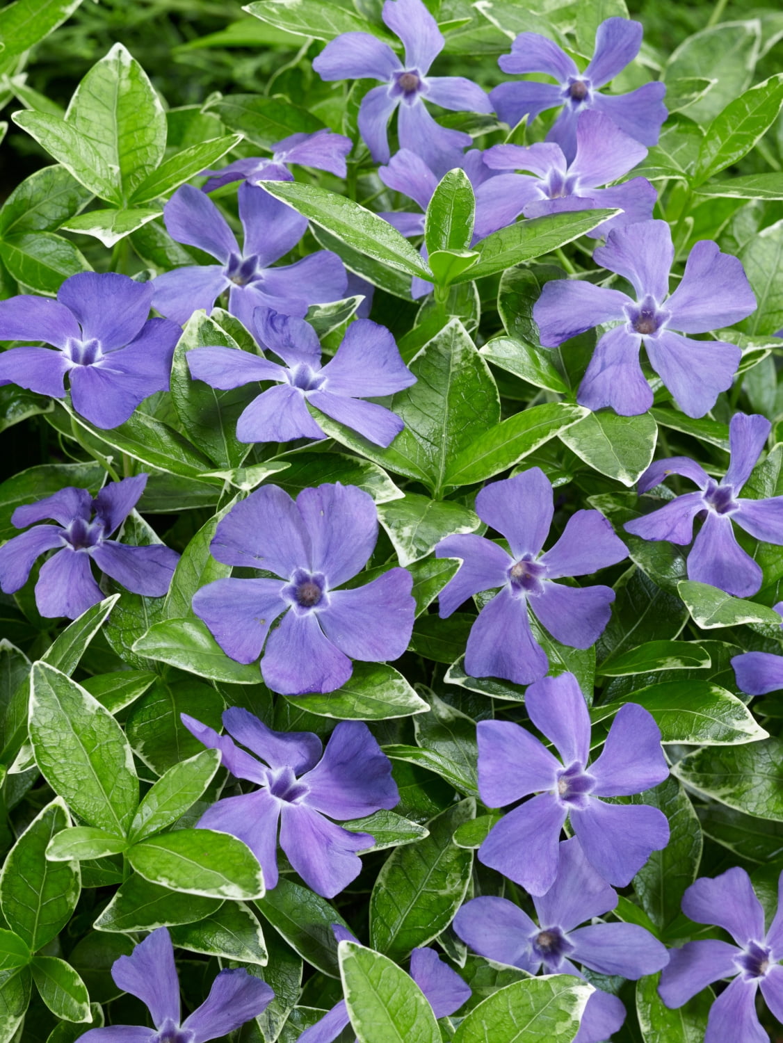 Ralph Shugert Vinca Potted Perennial Groundcover Plant, in a 2.50 Qt ...
