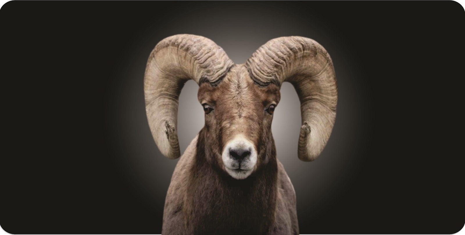 Ram Sheep Centered On Black Photo License Plate - Walmart.com