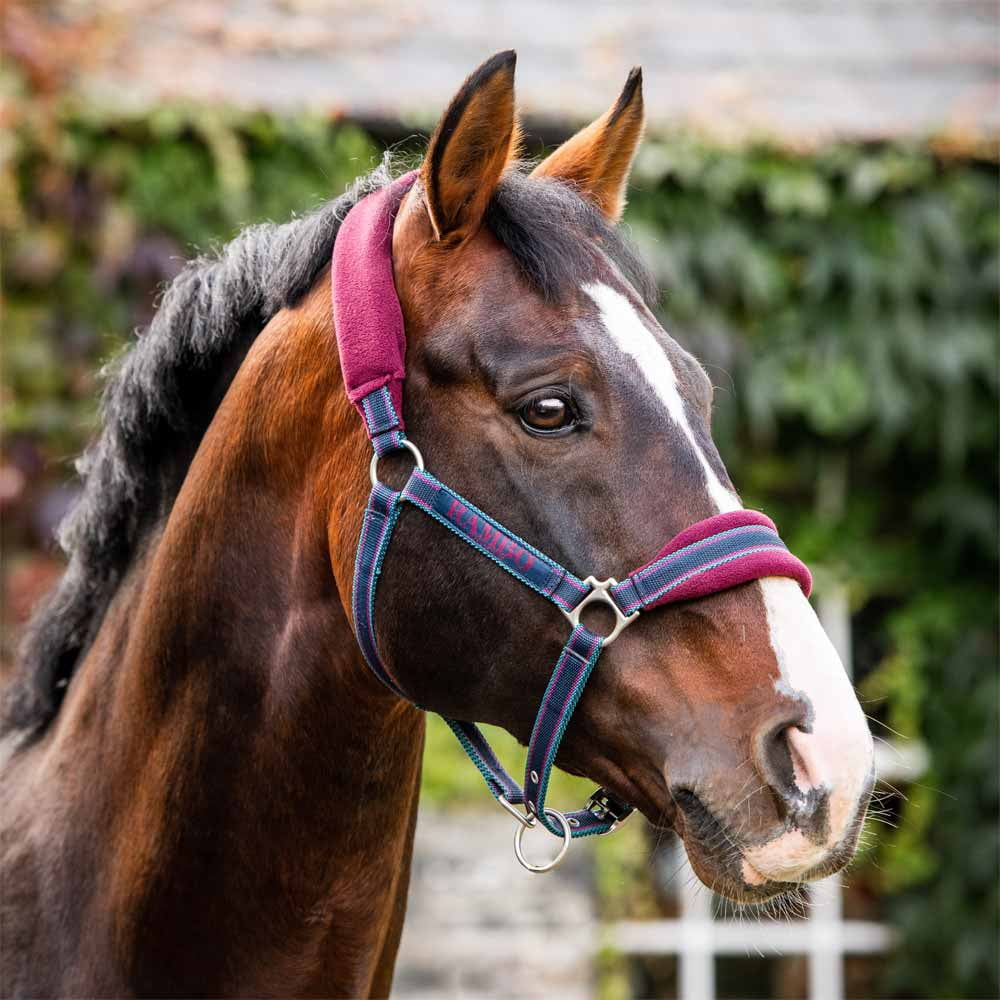 Rambo Padded Halter, Burgundy (Teal/Navy Trim), Size: Pony - Walmart.com