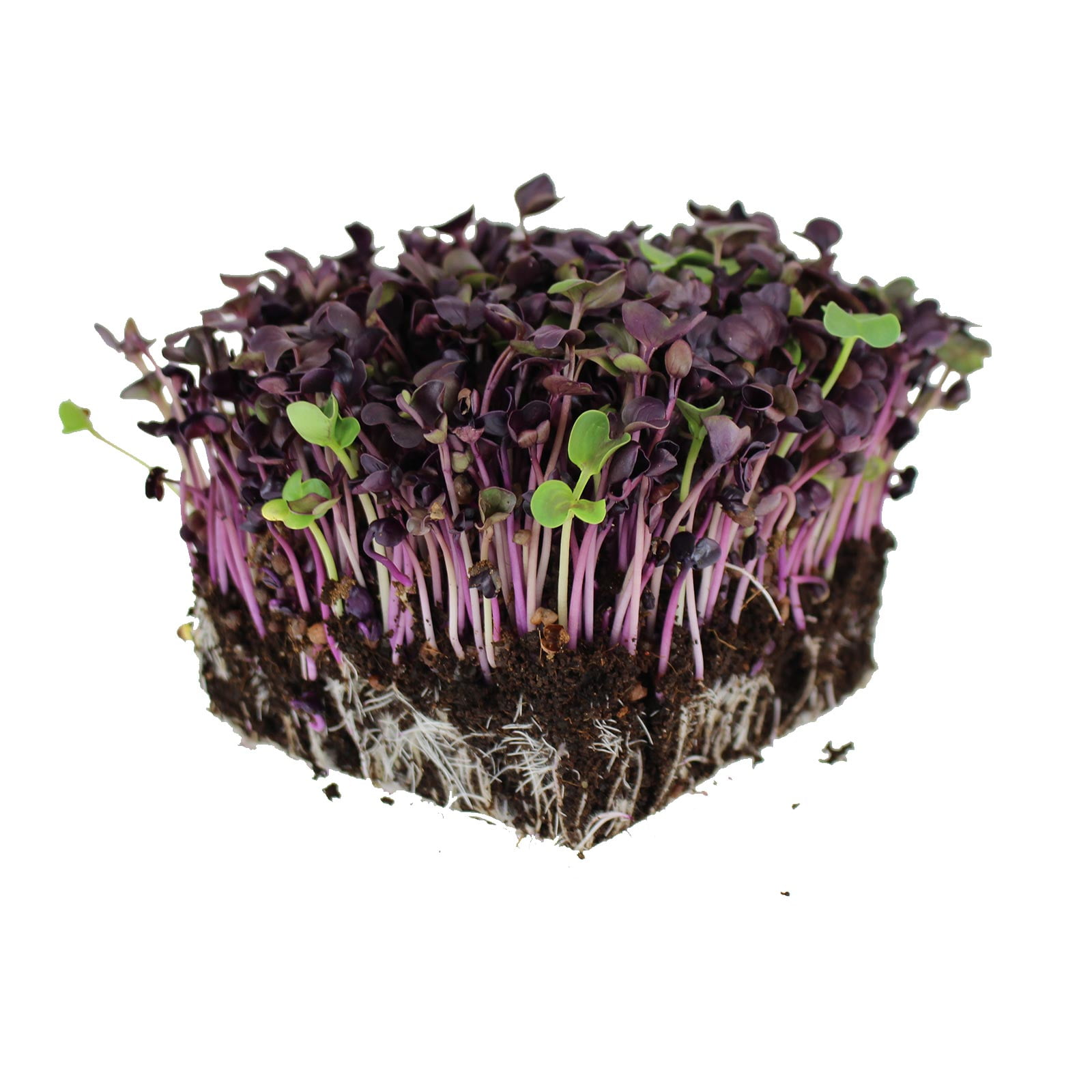 Rambo Purple Sprouting Radish Garden Seeds - 50 Lbs Bulk - Non-GMO ...