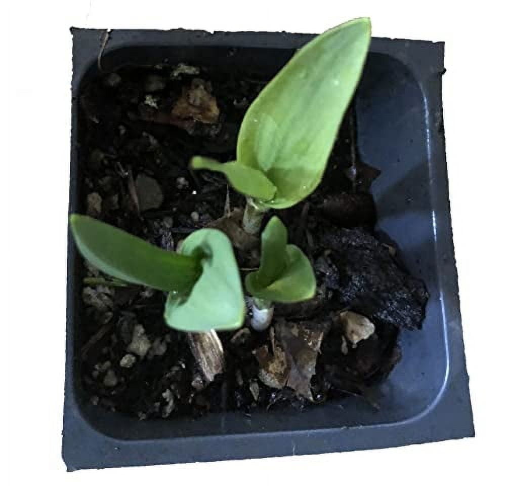 Ramps Plant, (Allium tricoccum) 2.5 inch Pot - Wild Leek for Planting ...