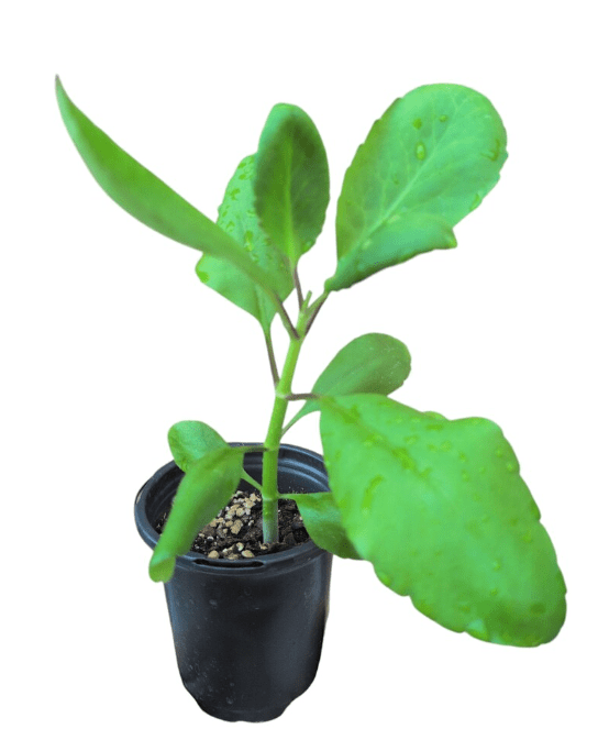 Miracle Leaf Plant