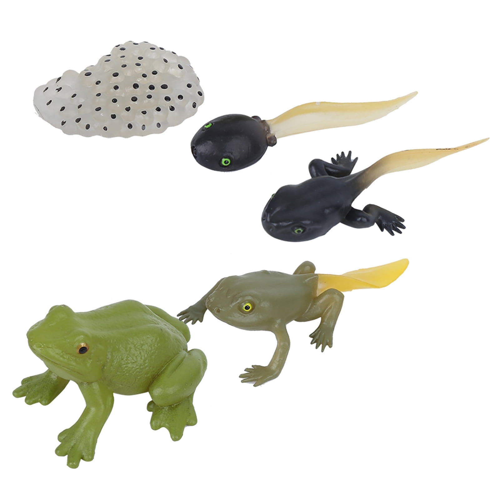 Ranidae Growth Cycle Model,Frog Growth Cycle Animal Model,Animal ...