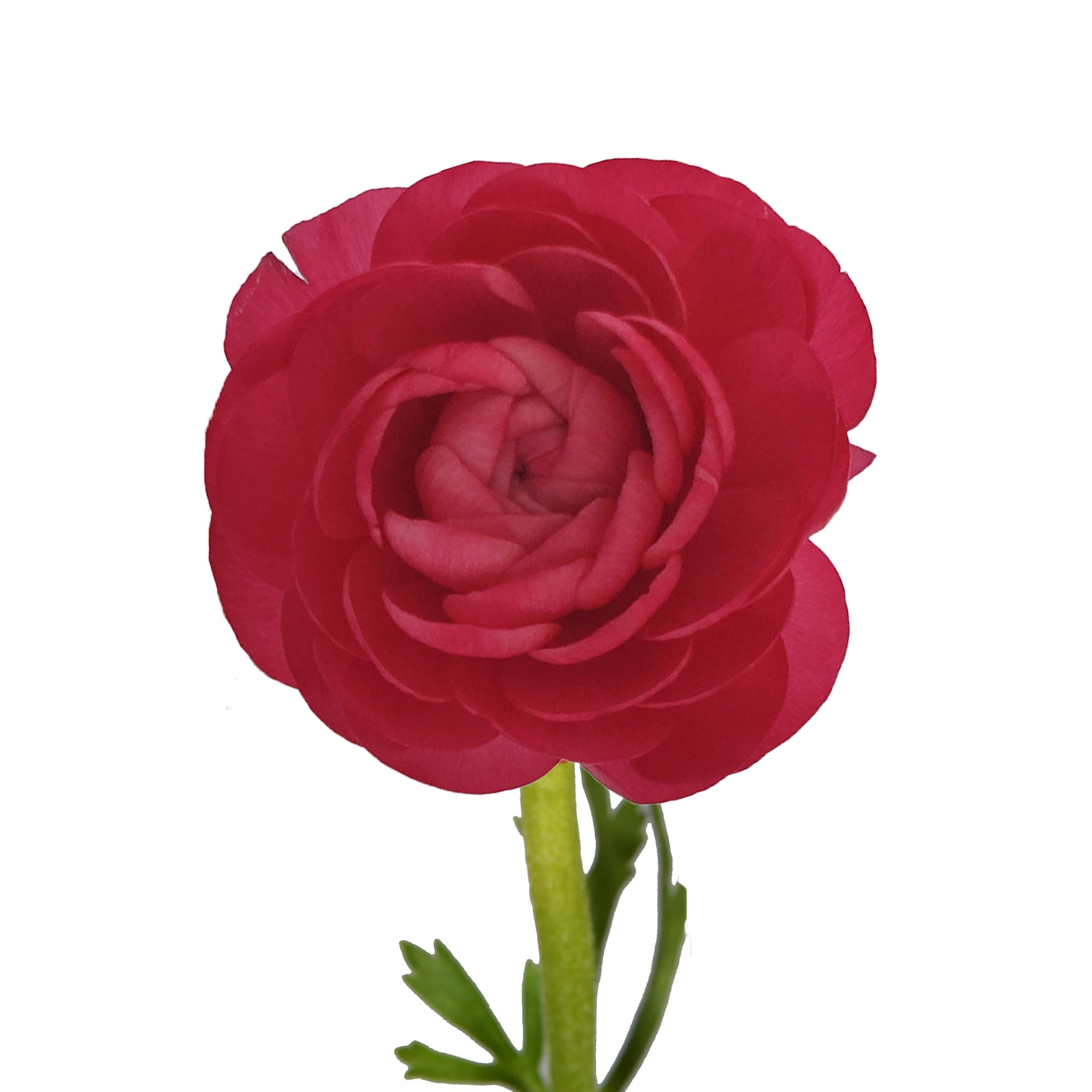 Ranunculus 150 Stems of Hot Pink Farm Direct Fresh Cut Flowers by ...