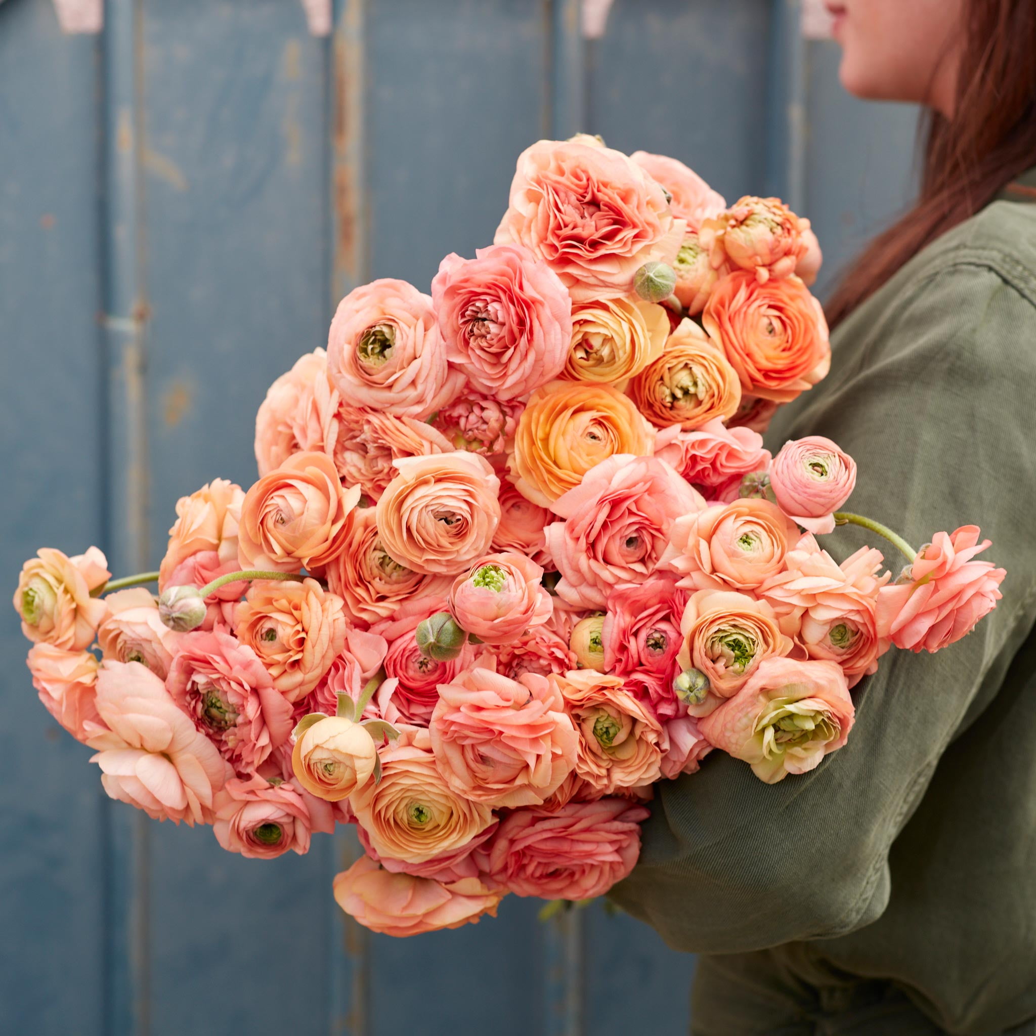 Eden Brothers Ranunculus Bulbs - Amandine Salmon - Walmart.com