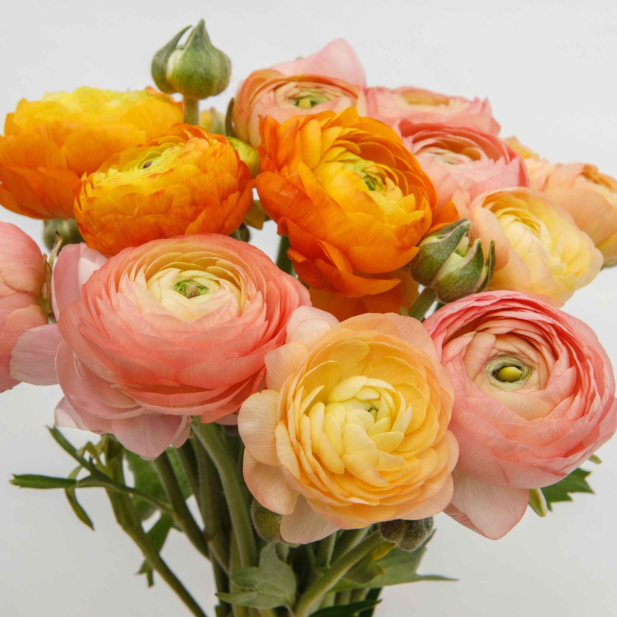 Eden Brothers Ranunculus Bulbs - Golden Mix - Walmart.com