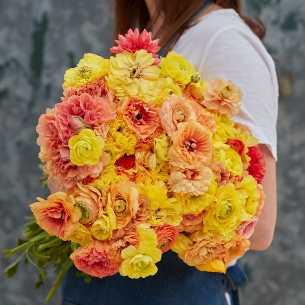 Eden Brothers Ranunculus Bulbs - Pastel Lemon - Walmart Business Supplies
