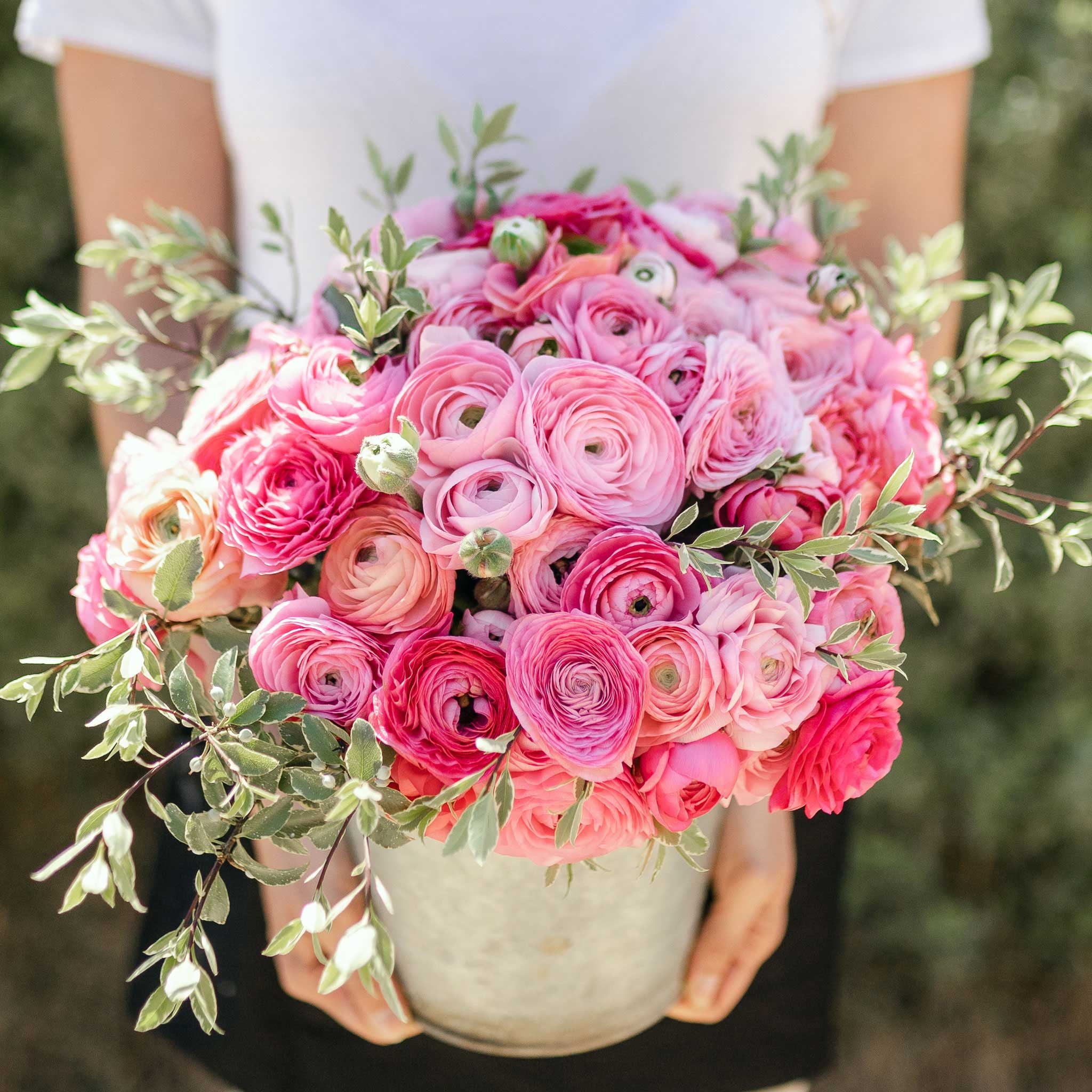 Eden Brothers Ranunculus Bulbs - Pink Confetti Mix - Walmart.com