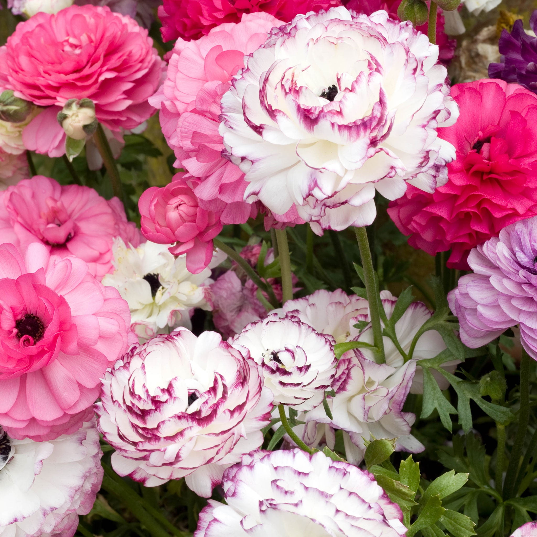 Ranunculus Bulbs - Pink Renaissance Mix - 40 Bulbs - Mixed Flower Bulbs ...