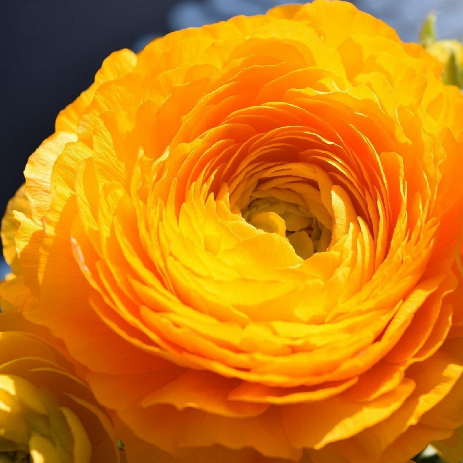 Ranunculus Bulbs Plant With Multiple Layers Of Petals, Hardy Plant ...
