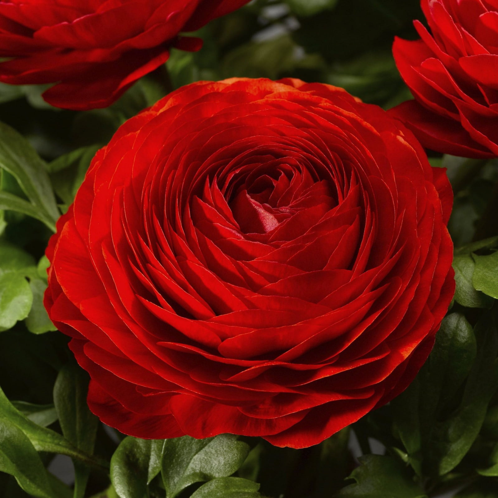 Ranunculus Bulbs Plant With Multiple Layers Of Petals, Hardy Plant ...