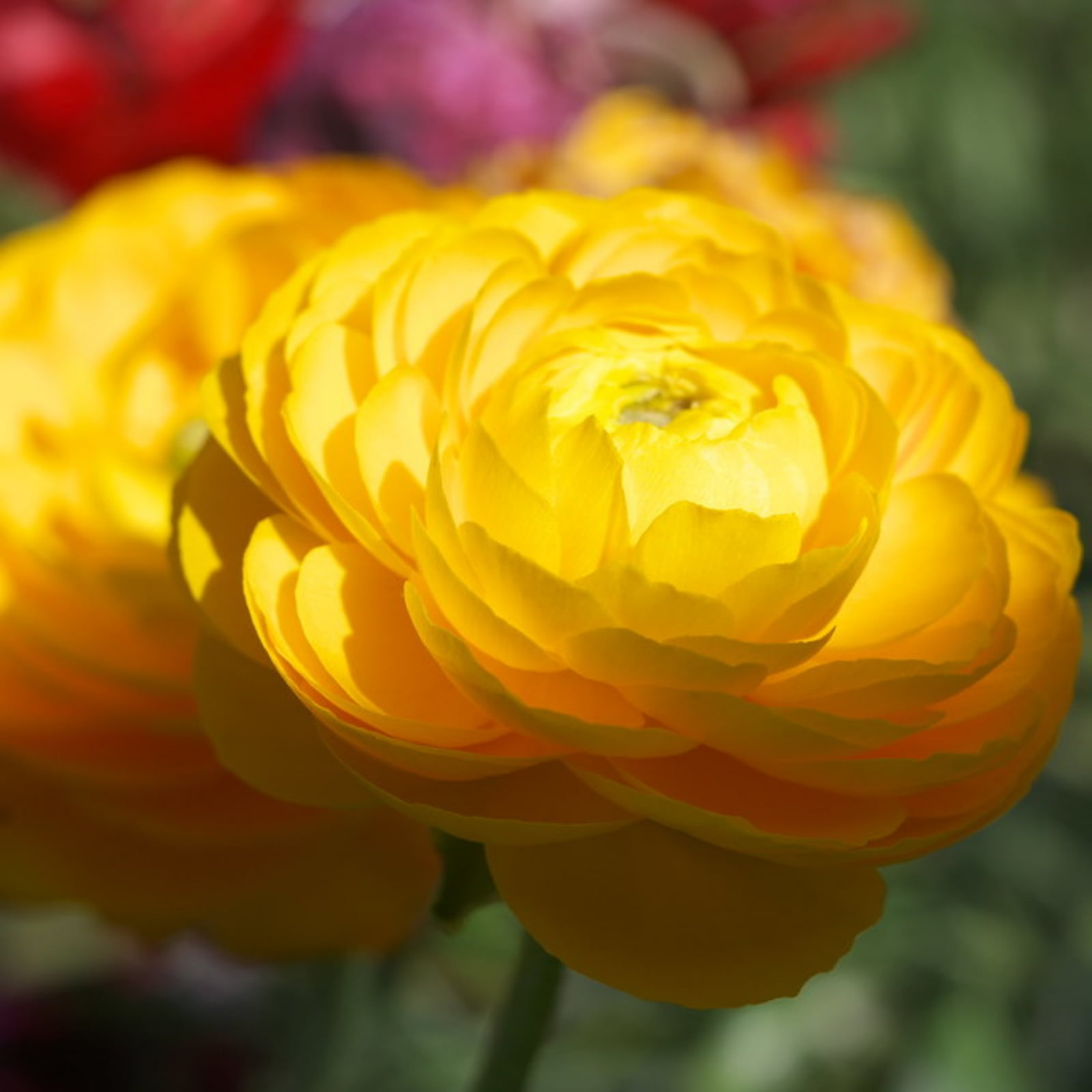 Ranunculus Bulbs Plant With Multiple Layers Of Petals, Hardy Plant ...