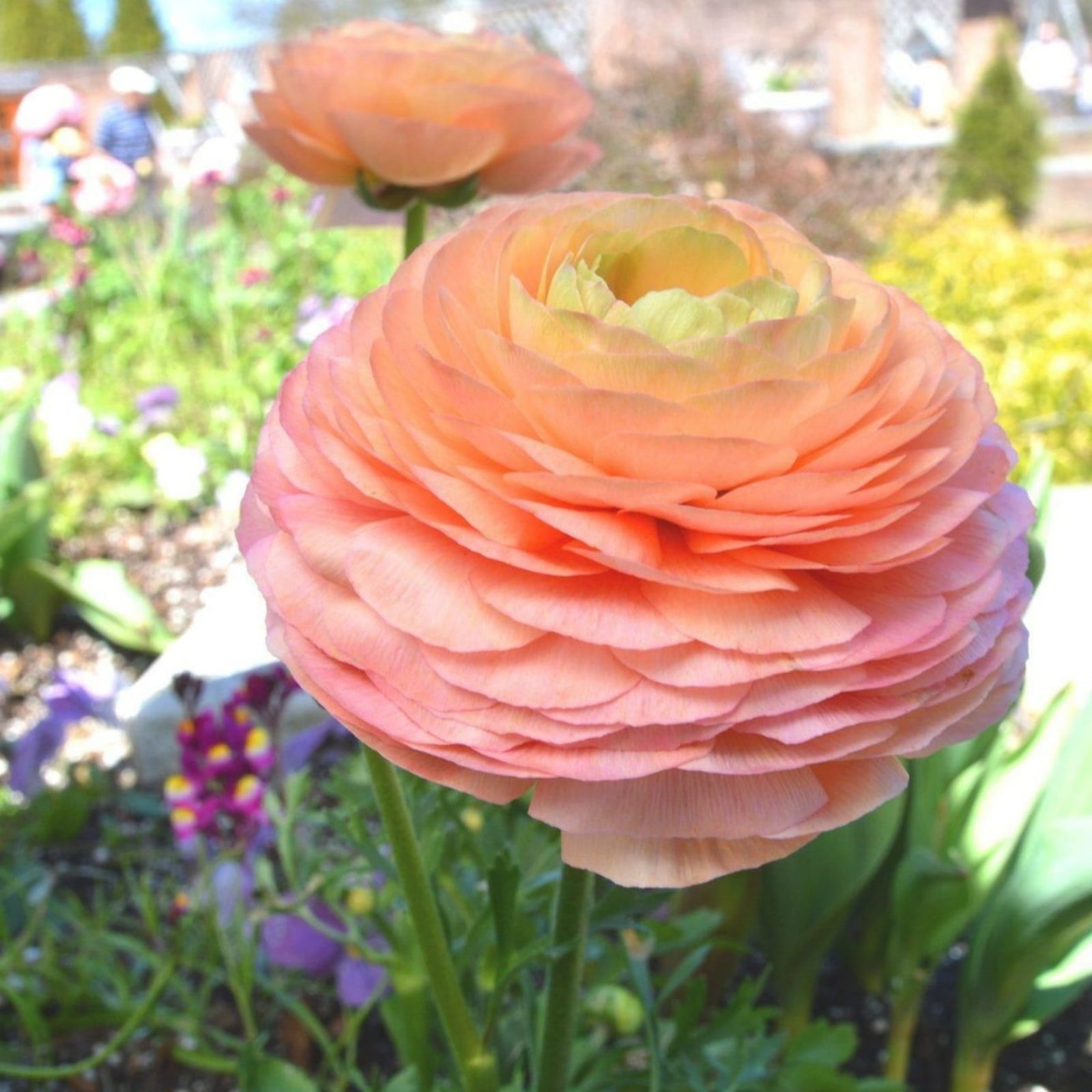 Ranunculus Bulbs Plant With Multiple Layers Of Petals, Hardy Plant ...