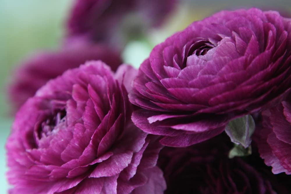 Walmart Ranunculus Bulbs - Buttercup Flower for Garden, Containers - 20 ...