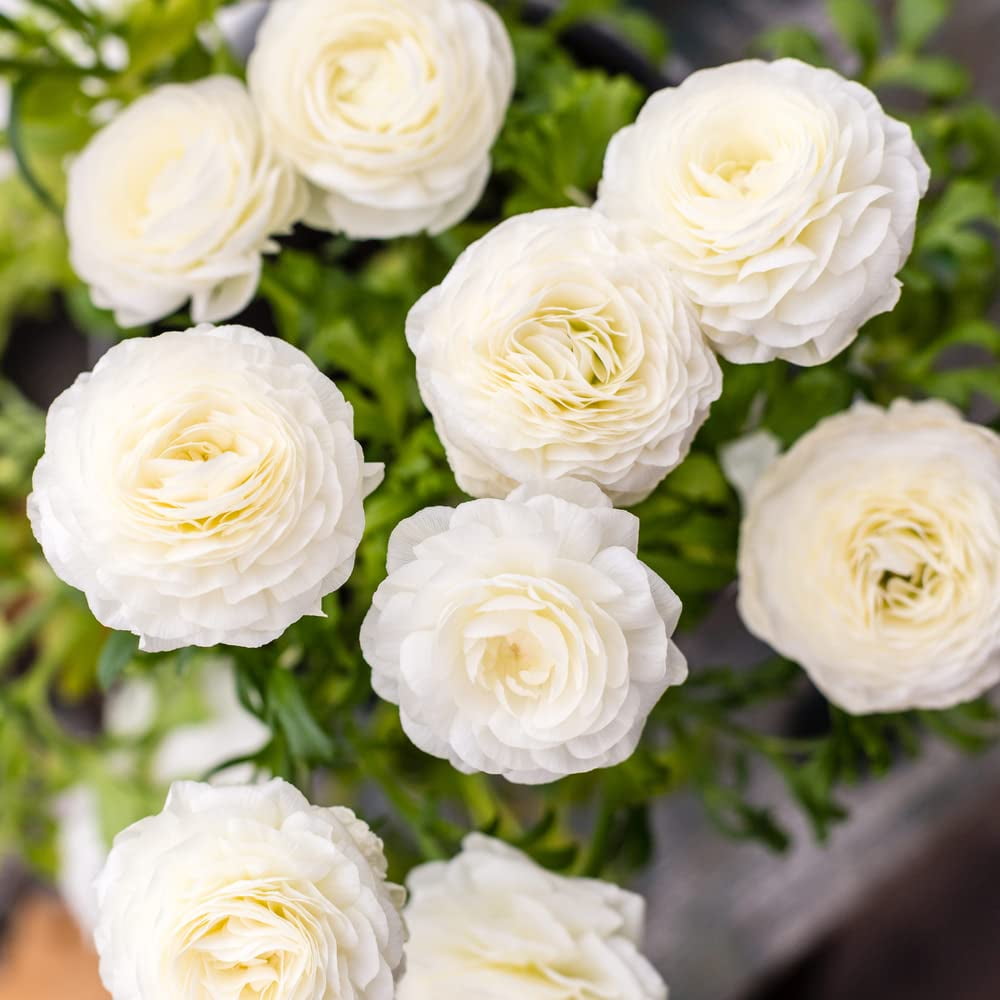 Peony Ranunculus White Bulbs (20pcs) - Ideal for Gardens & Containers ...