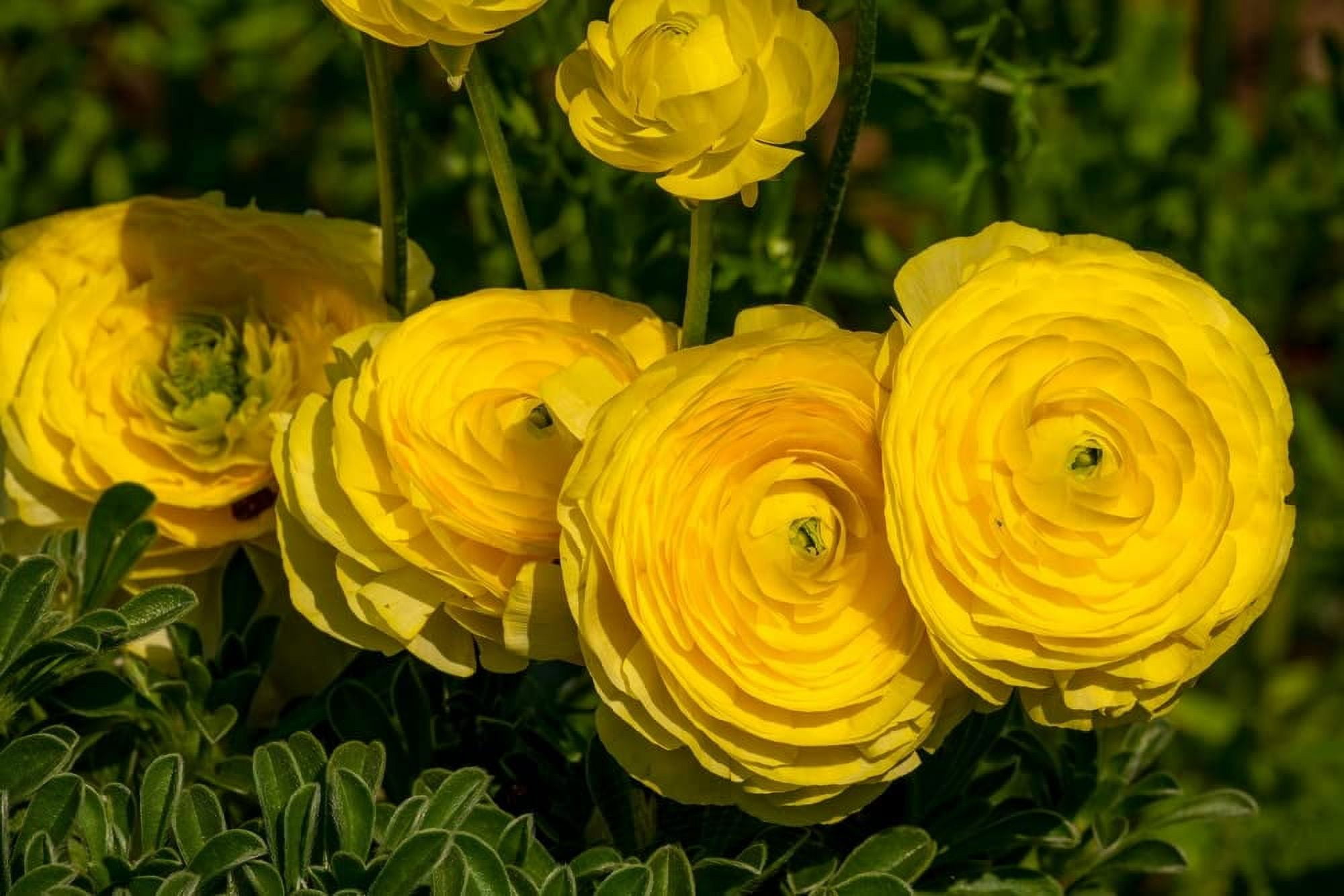 20 Yellow Ranunculus Bulbs - Buttercup Flowers for Planting, Easy to ...