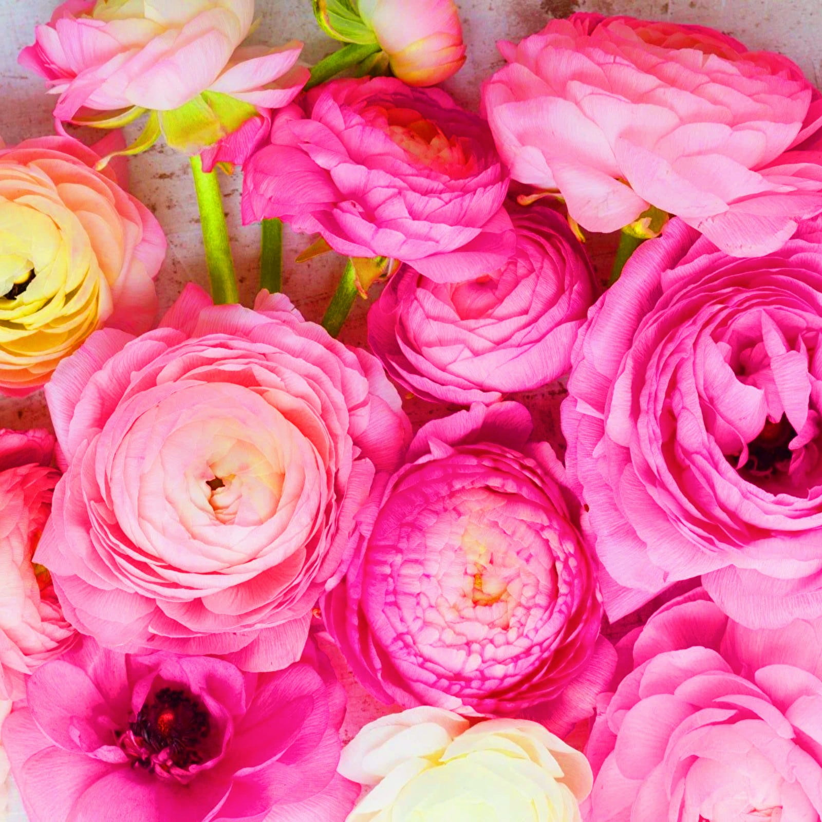 Ranunculus Bulbs Ranunculus Bulbs For Sale Ranunculus Bulbs For ...