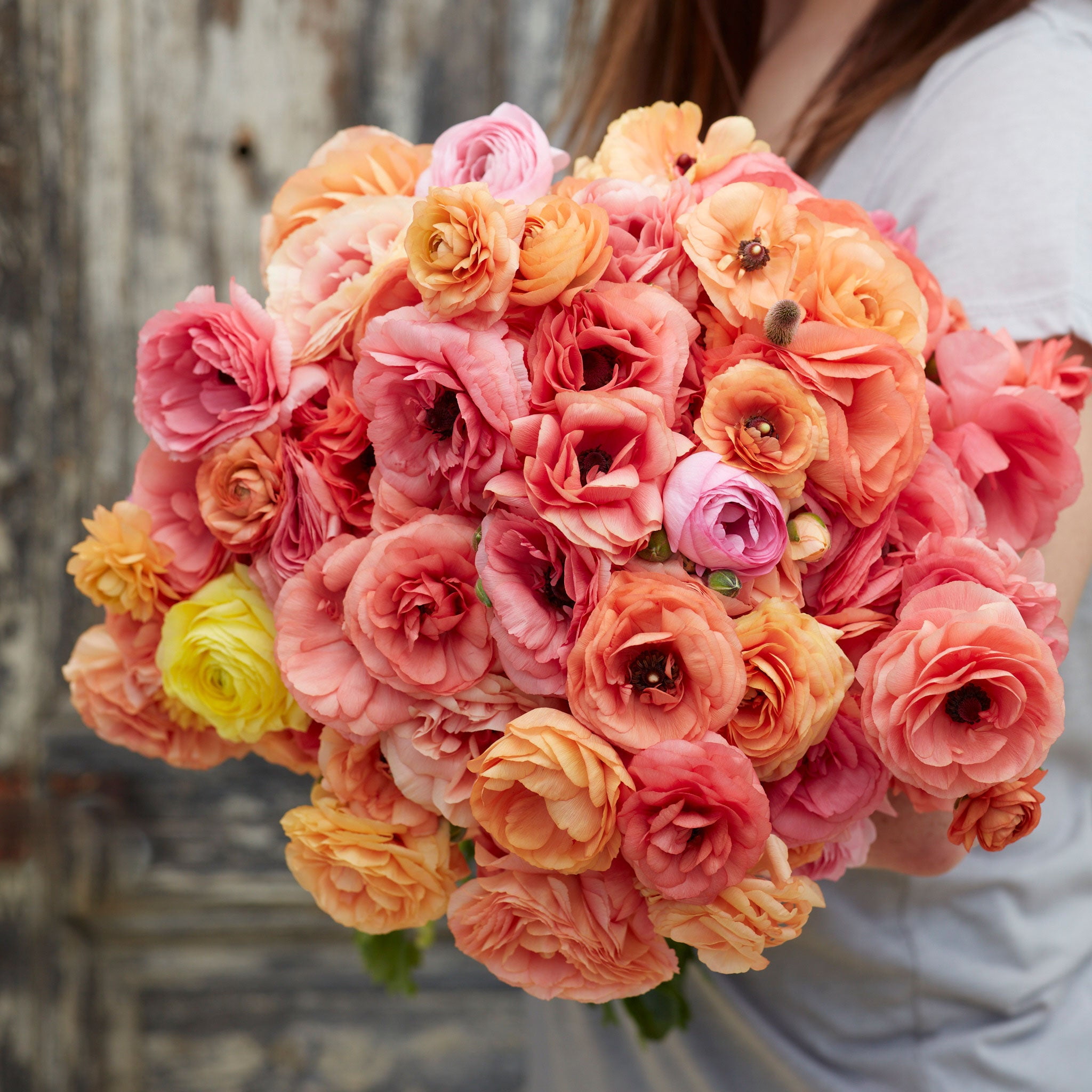 Eden Brothers Ranunculus Bulbs - Salmon - Walmart.com