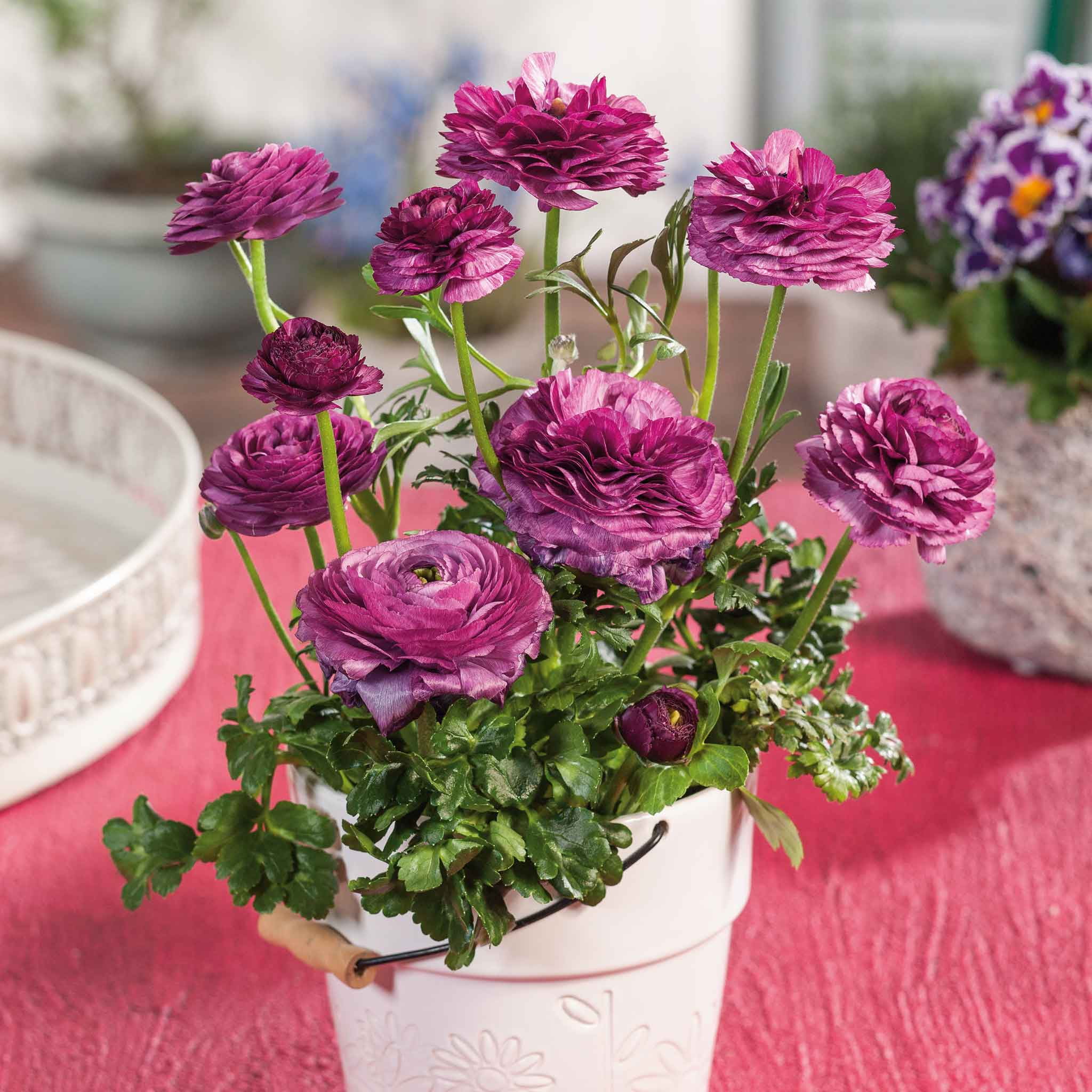 Eden Brothers Ranunculus Bulbs - Violet - Walmart Business Supplies
