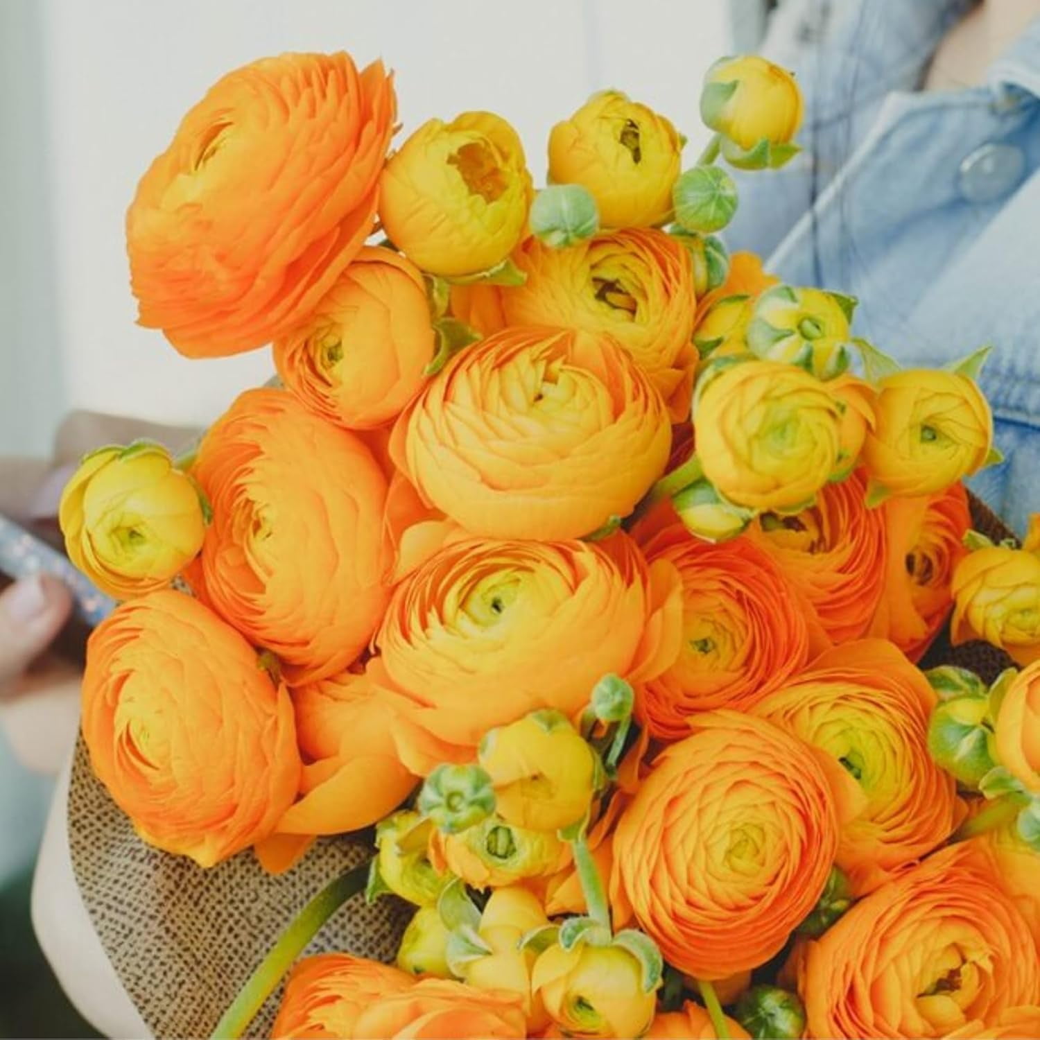 Ranunculus Flower Bulbs for Growing - Perennial Flowers with Extended ...