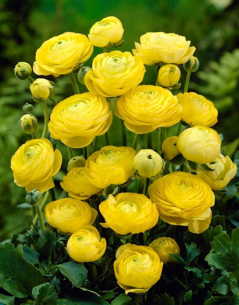 Ranunculus Flower Bulbs for Growing - Perennial Flowers with Extended ...