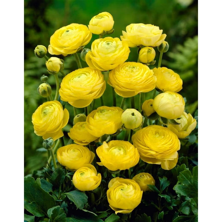 yellow ranunculus corms