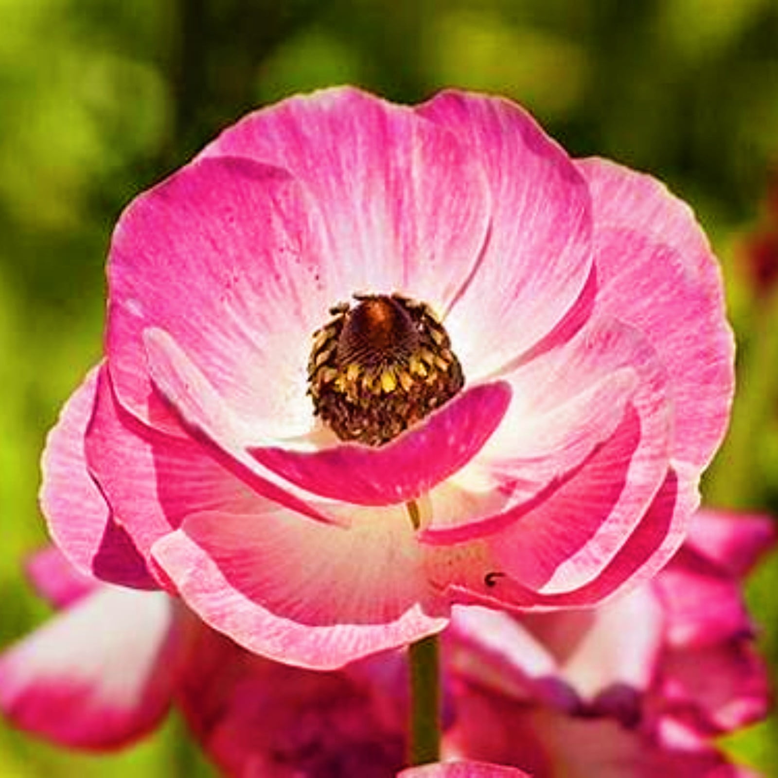 Ranunculus Flowers Live Ranunculus Bulbs Ranunculus Bulbs For Sale ...