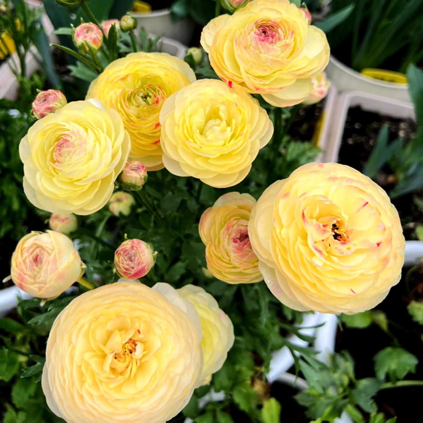 Ranunculus-Garden decoration,Easy Planting - Walmart.com