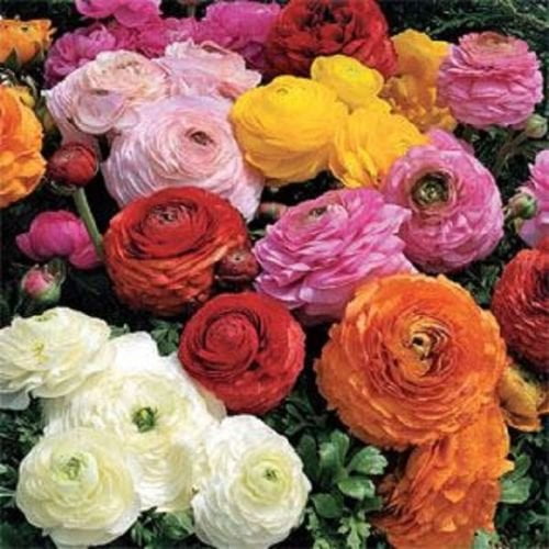 Ranunculus Magic MixTRDN Seeds. Also known as Persian Buttercup ...