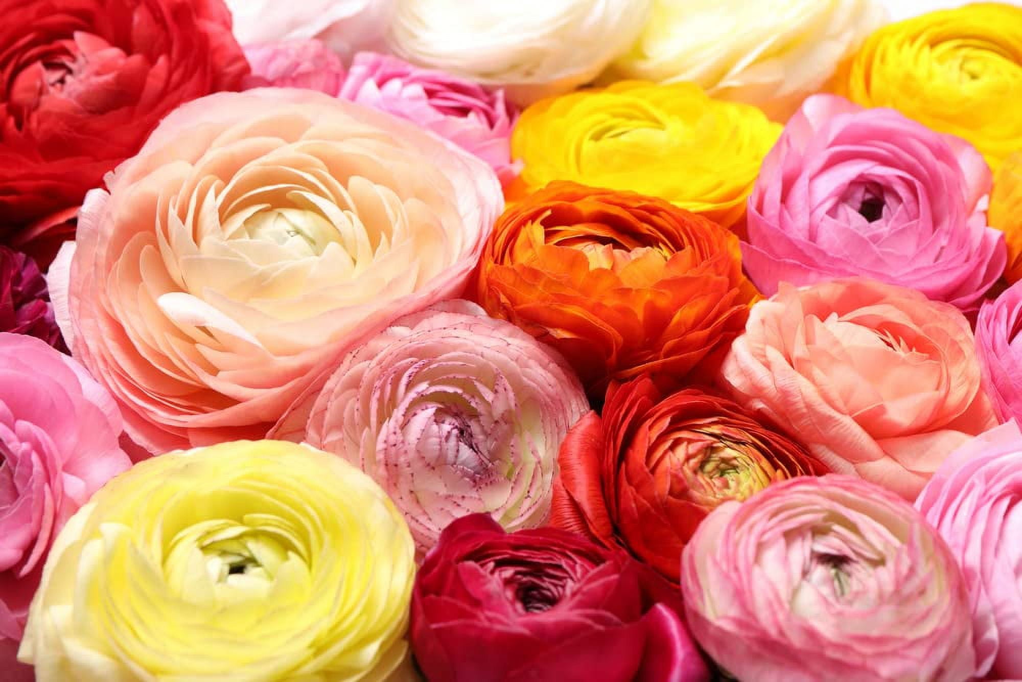 Ranunculus Mix Color Bulbs for Planting - Ships from Iowa, USA (20 ...
