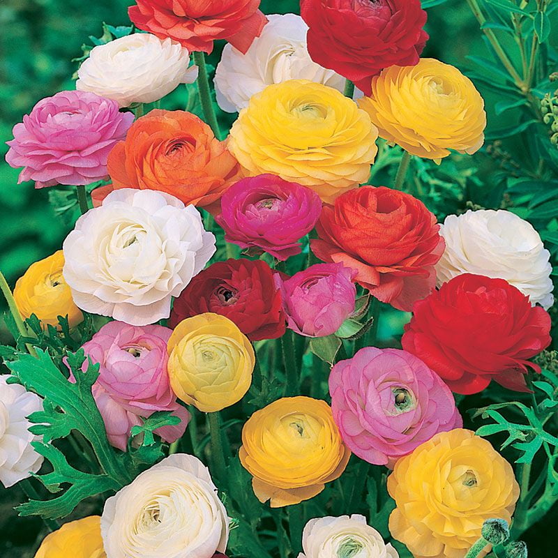 Ranunculus Mix Flower Bulbs - 10 Bulbs per Pack - Great for Cut Flowers ...