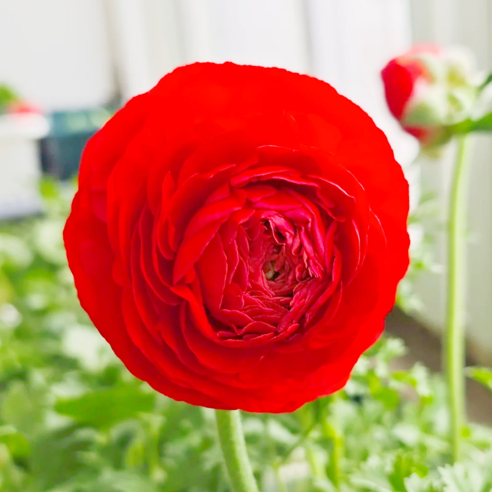 Ranunculus-Plant Home Garden - Walmart.com