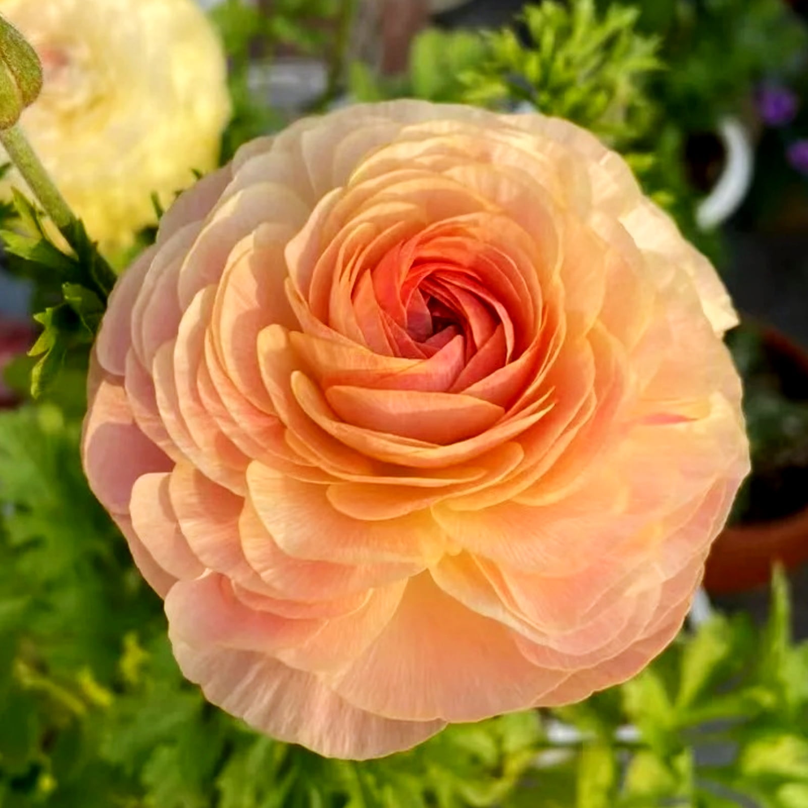 Ranunculus-Plant Home Garden - Walmart.com
