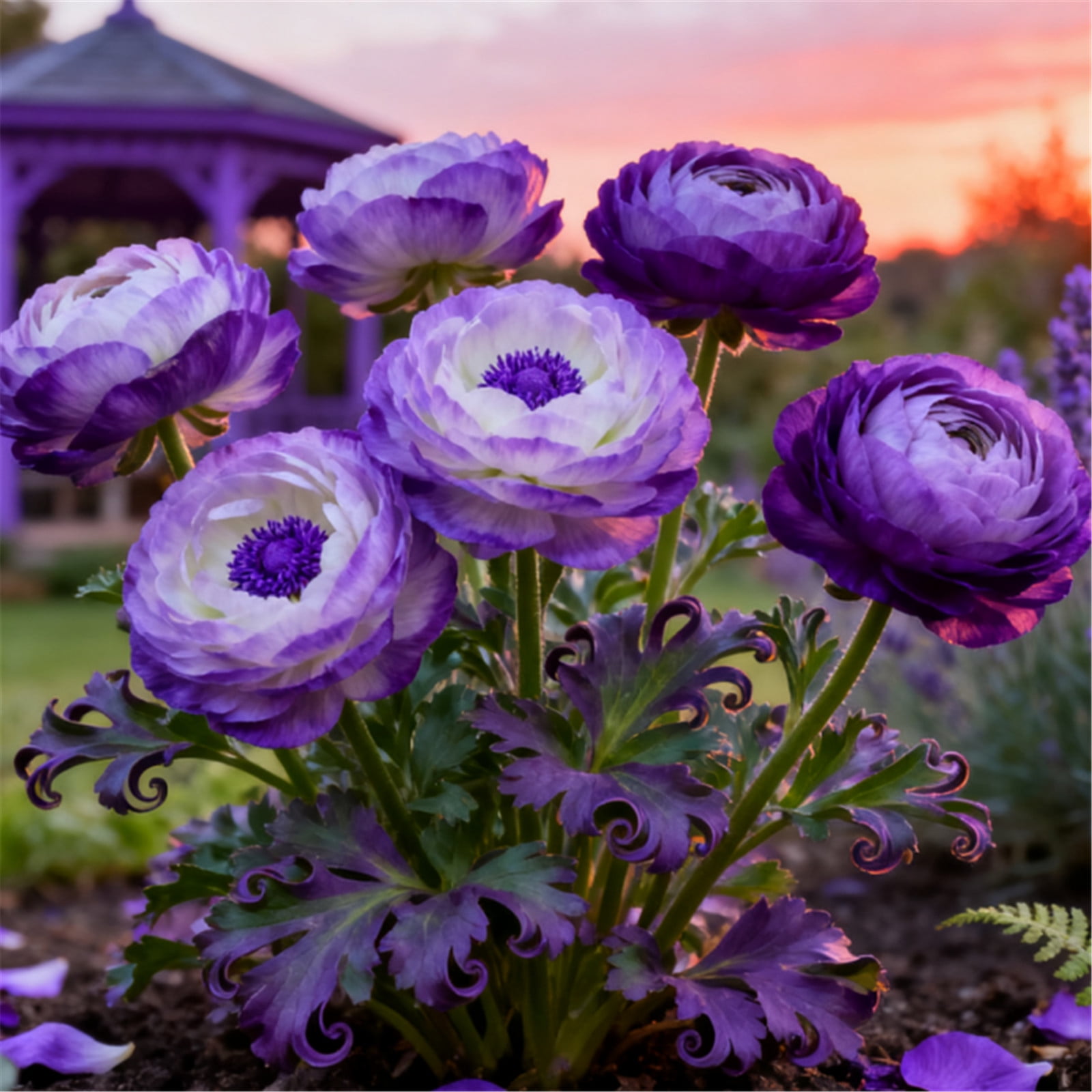 Ranunculus/Professional Planting for Stunning Garden Displays/ Simple ...