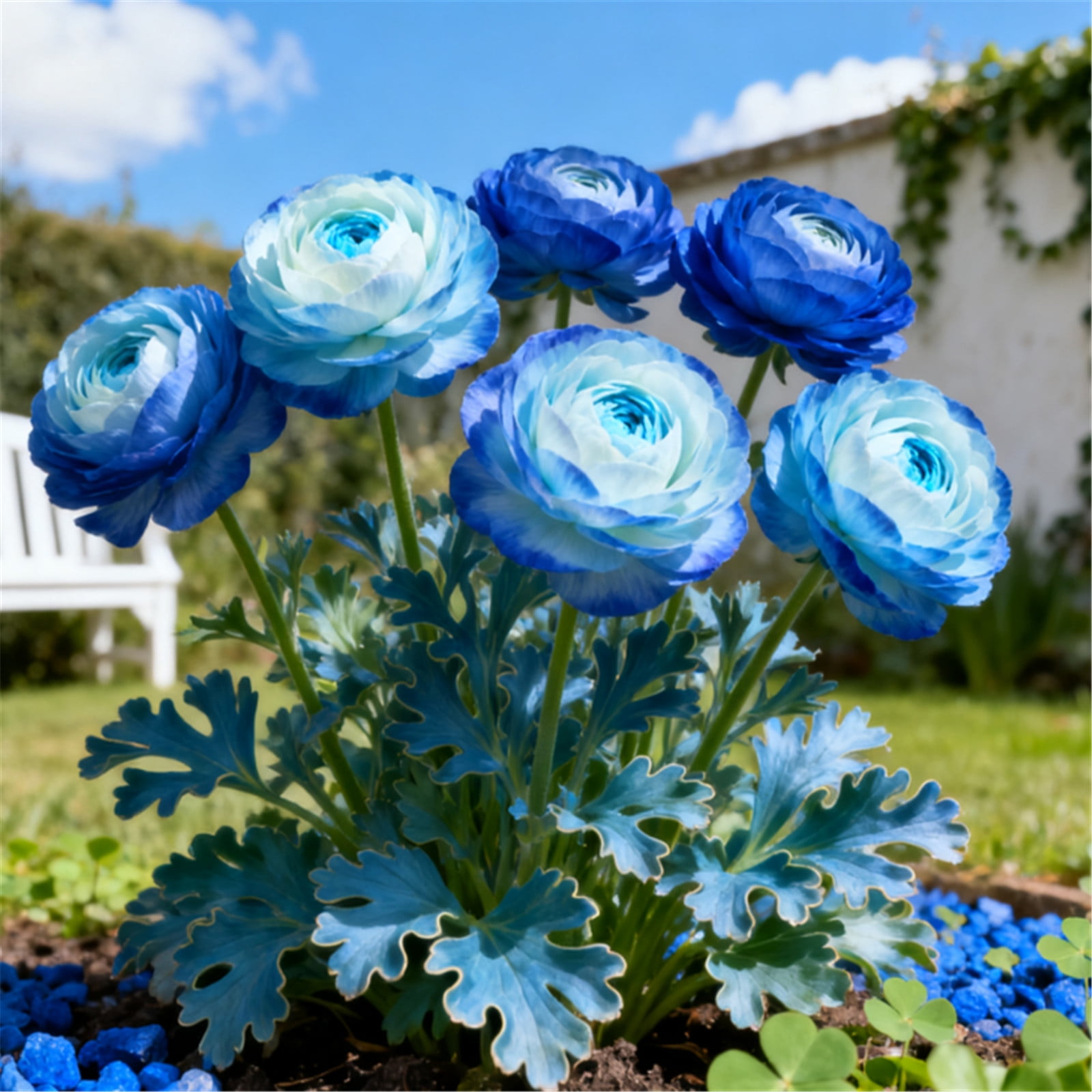 Ranunculus/Professional Planting for Stunning Garden Displays/ Simple ...