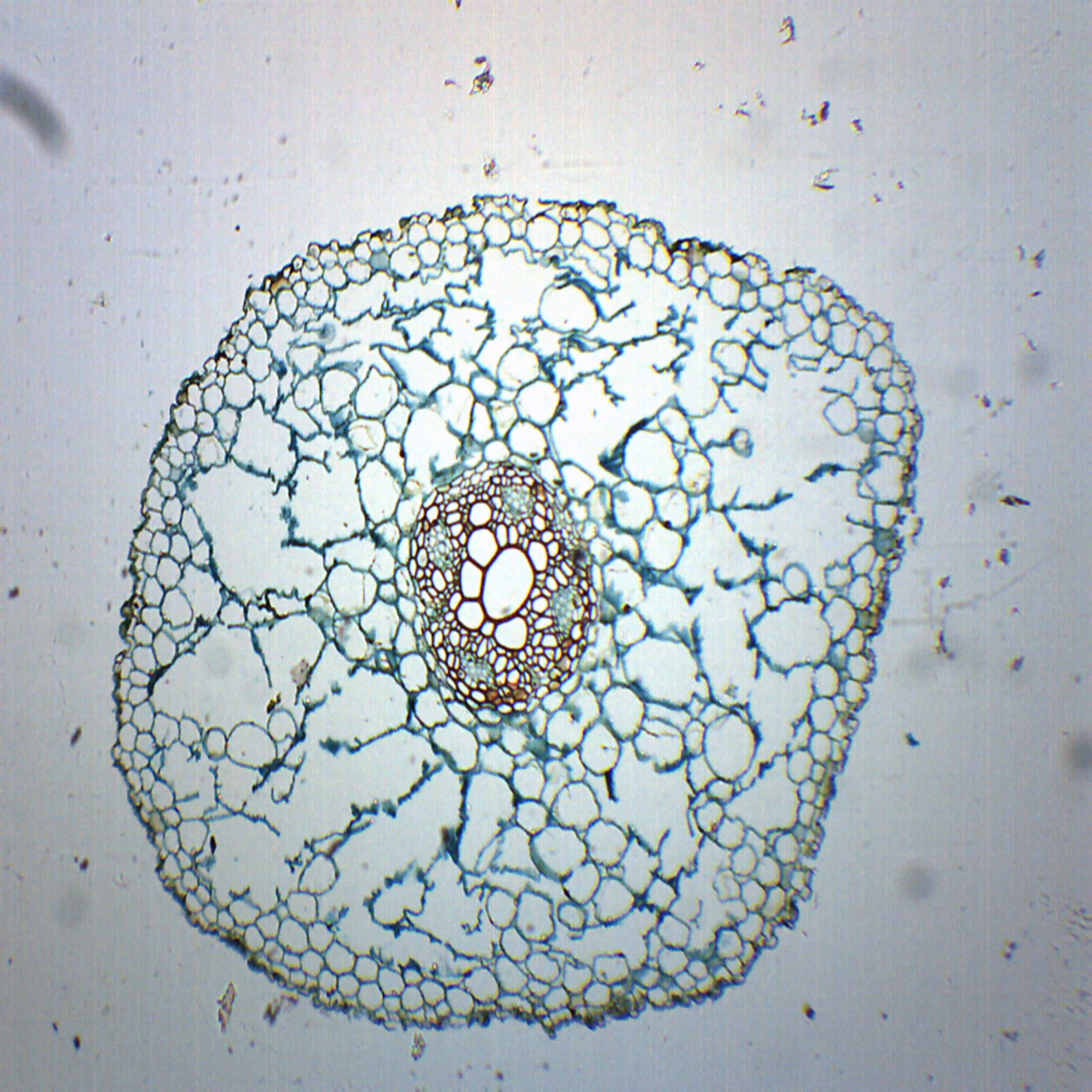 Ranunculus Root - Cross Section - Prepared Microscope Slide - 75 x 25mm ...