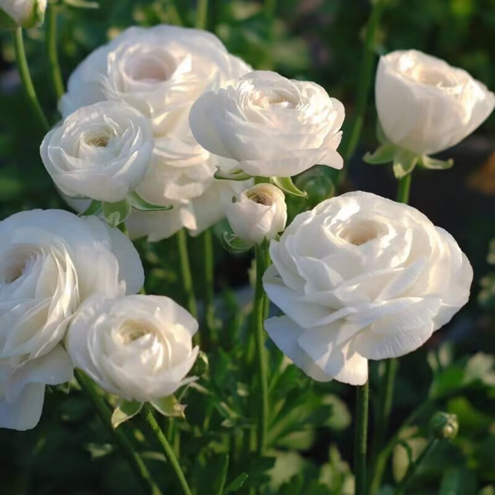 Ranunculus, blooming in spring and summer, suitable for gardens and ...