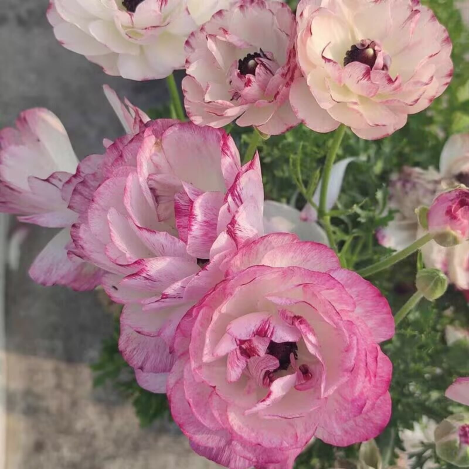 Ranunculus, blooming in spring and summer, suitable for gardens and ...