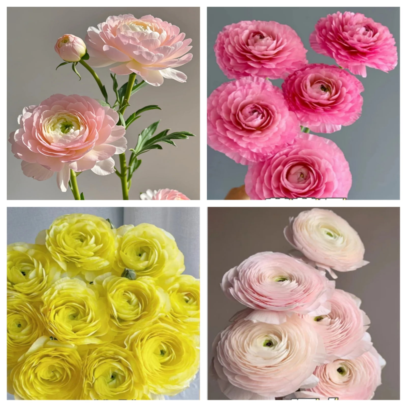 Ranunculus bulbs garden filler Hardy perennial bulb flower, easy care ...