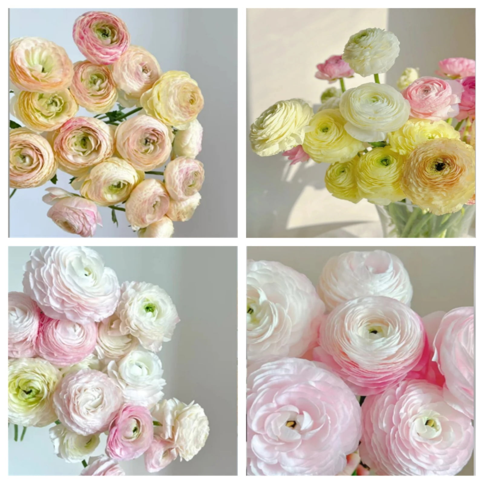 Ranunculus bulbs garden filler Hardy perennial bulb flower, easy care ...