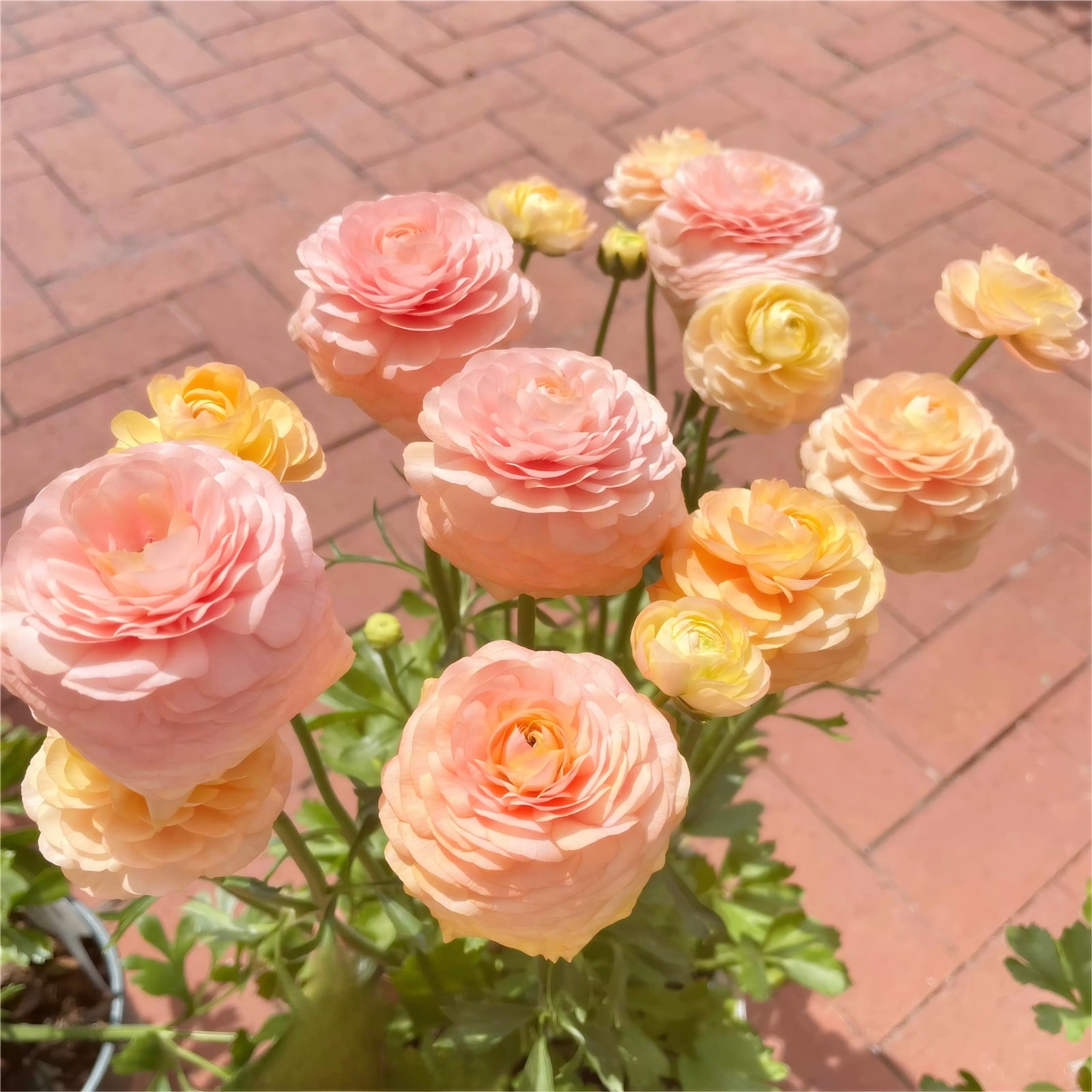 Ranunculus for planting Ranunculus bulk Garden Balcony decoration Easy ...
