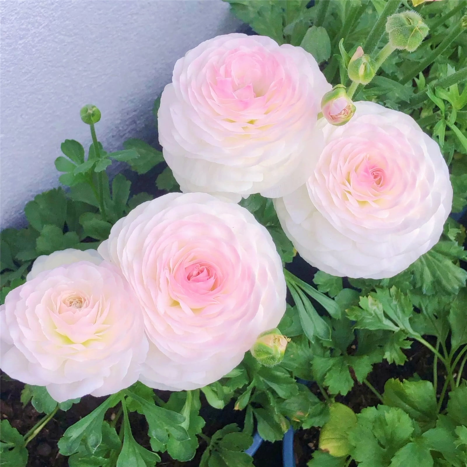 Ranunculus for planting Ranunculus bulk Garden Balcony decoration Easy ...