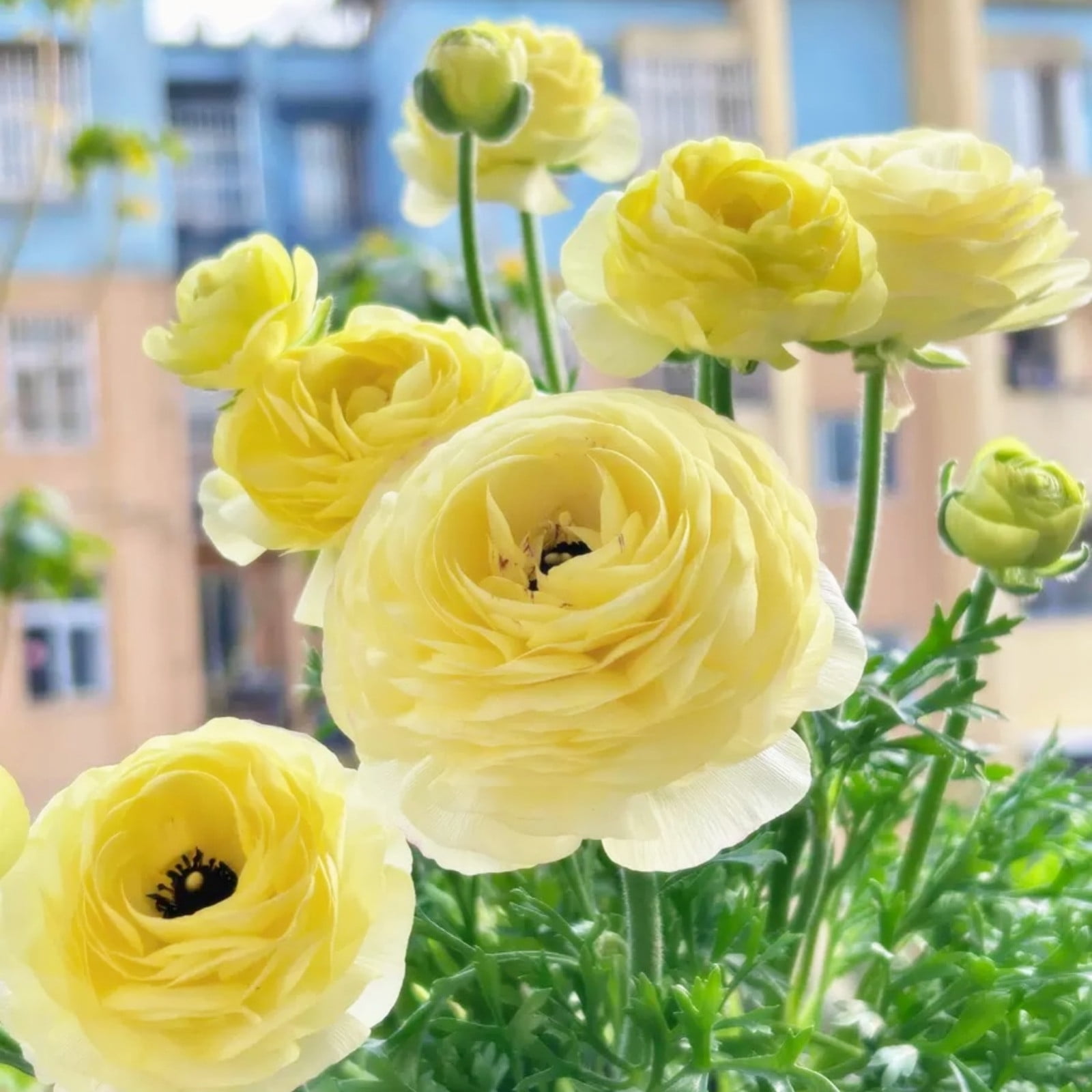 Ranunculus for planting Ranunculus for sale Hardy Ranunculus arden ...