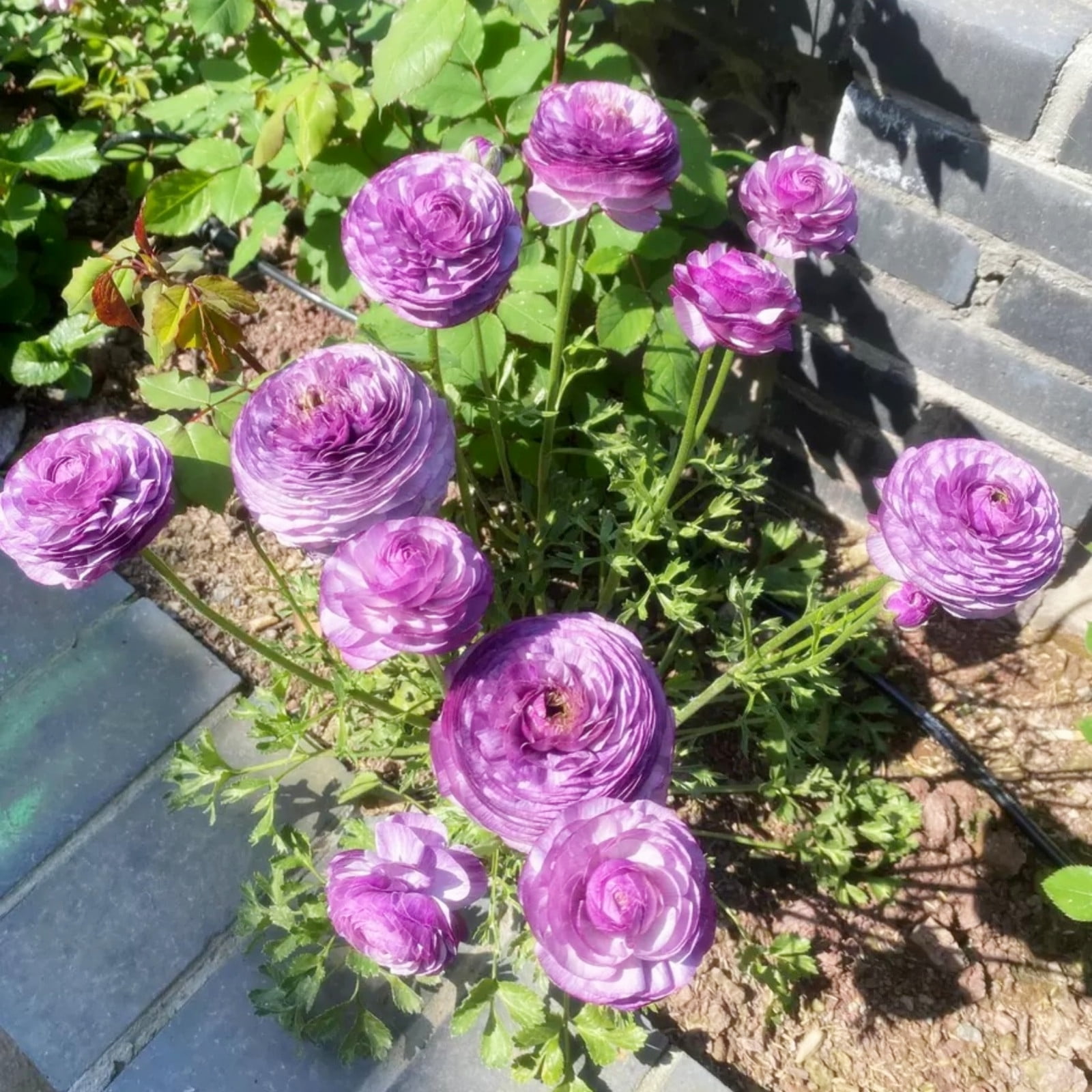 Ranunculus for planting Ranunculus for sale Hardy Ranunculus arden ...