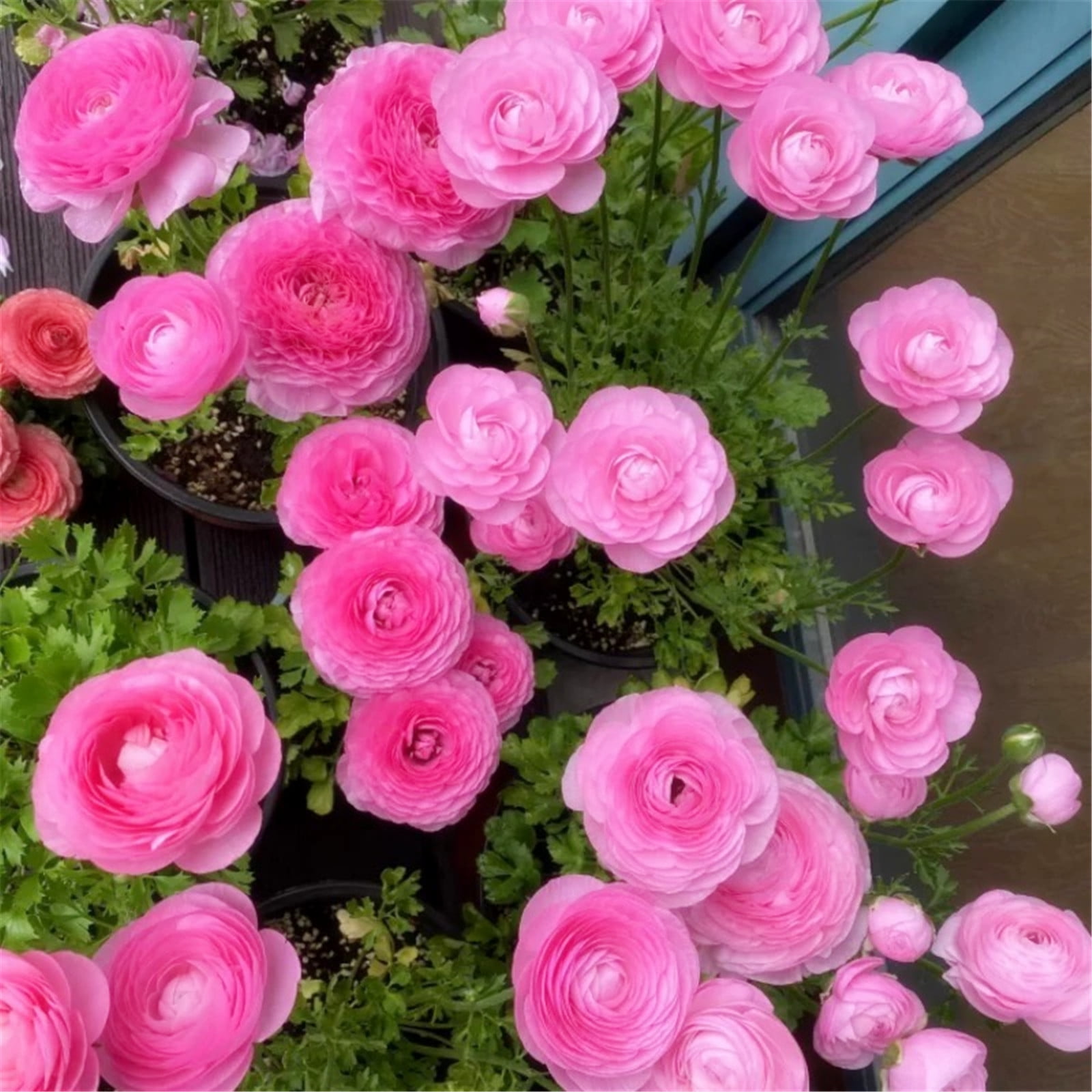 Ranunculus for planting ranunculus hardy Garden Decoration Easy ...