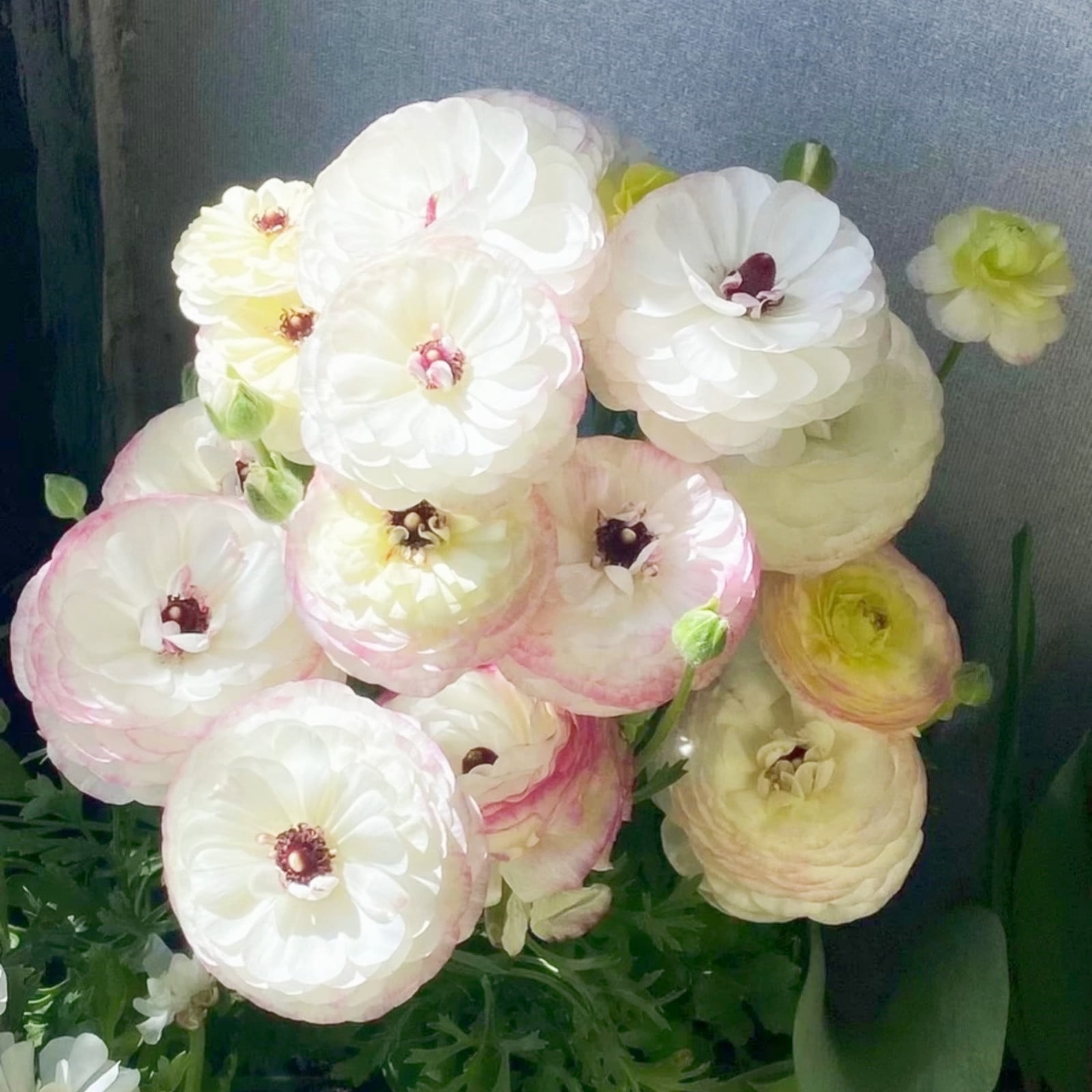 Ranunculus for planting ranunculus hardy Garden Decoration Easy ...