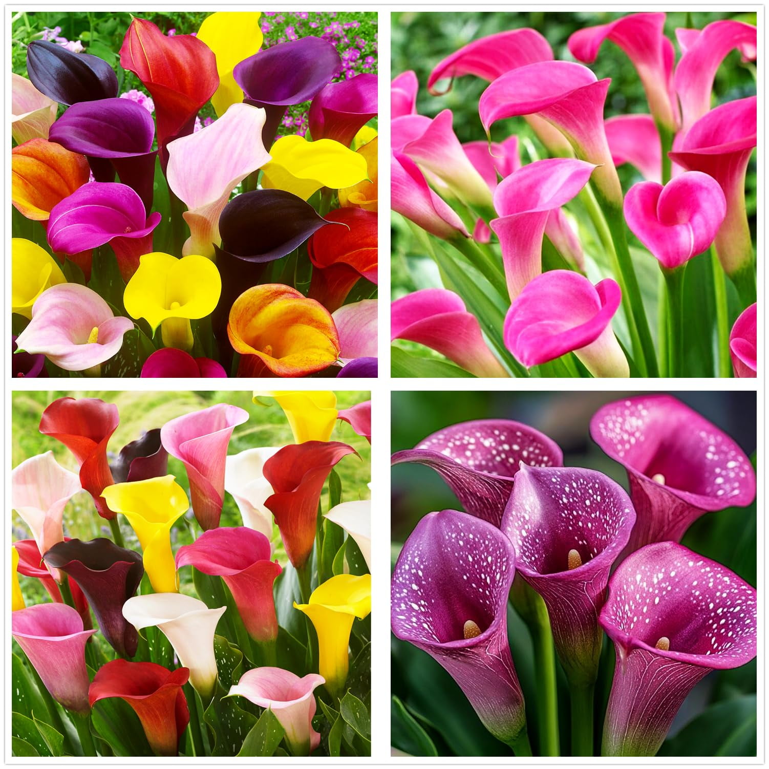 Rare 100Pcs White Pink Red Purple Calla MHD1Lily Seeds Beautiful ...